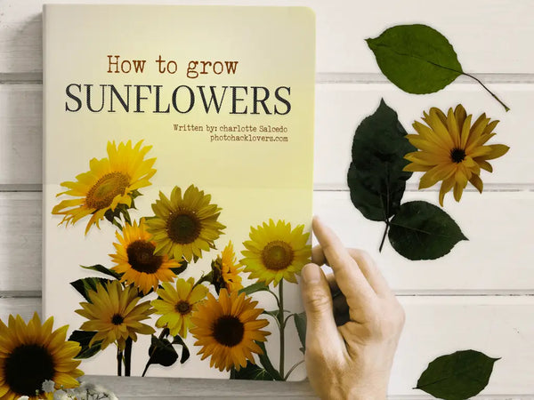 Sunflower Photo Overlays